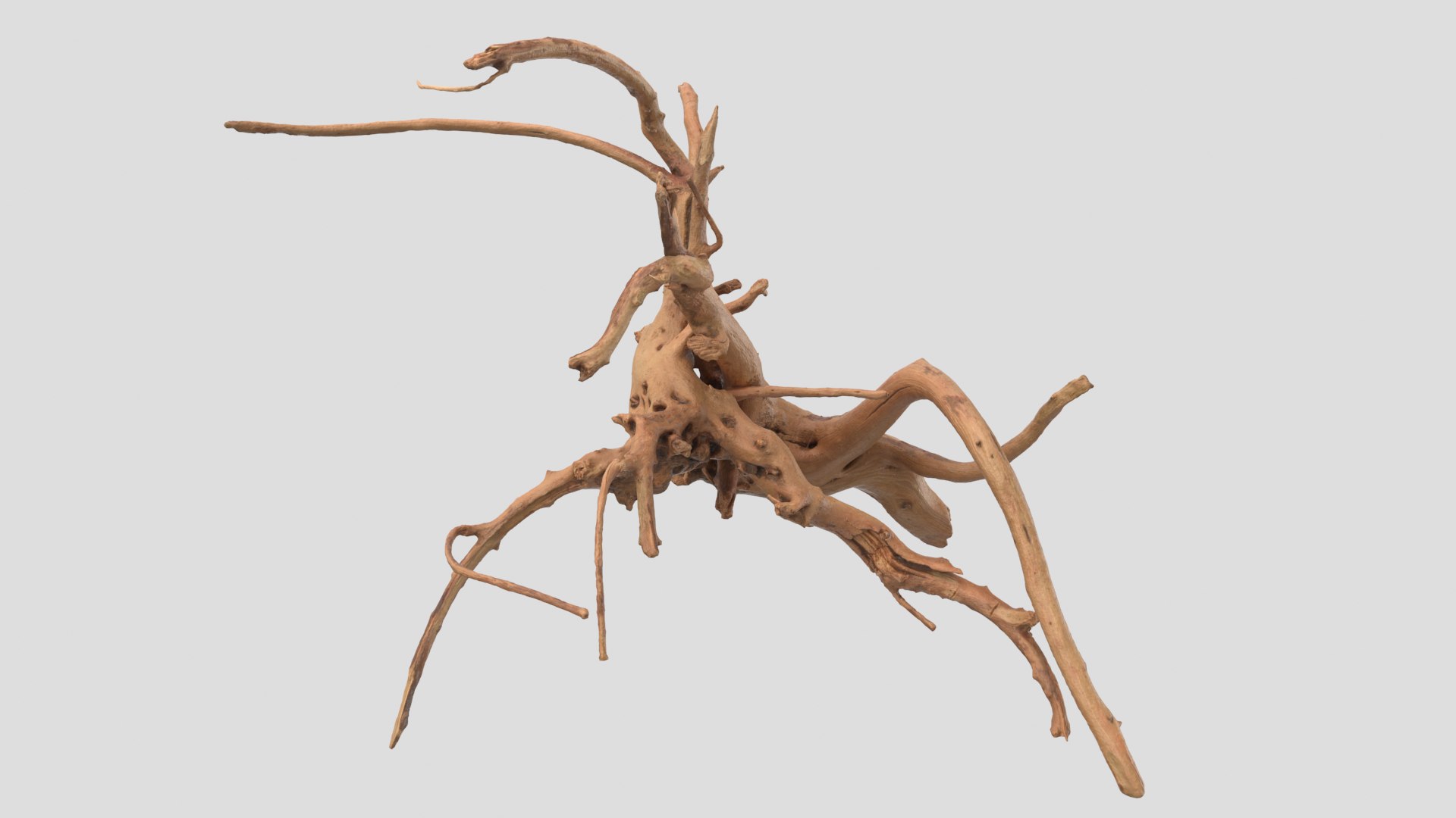3D Tree Root - TurboSquid 1695164