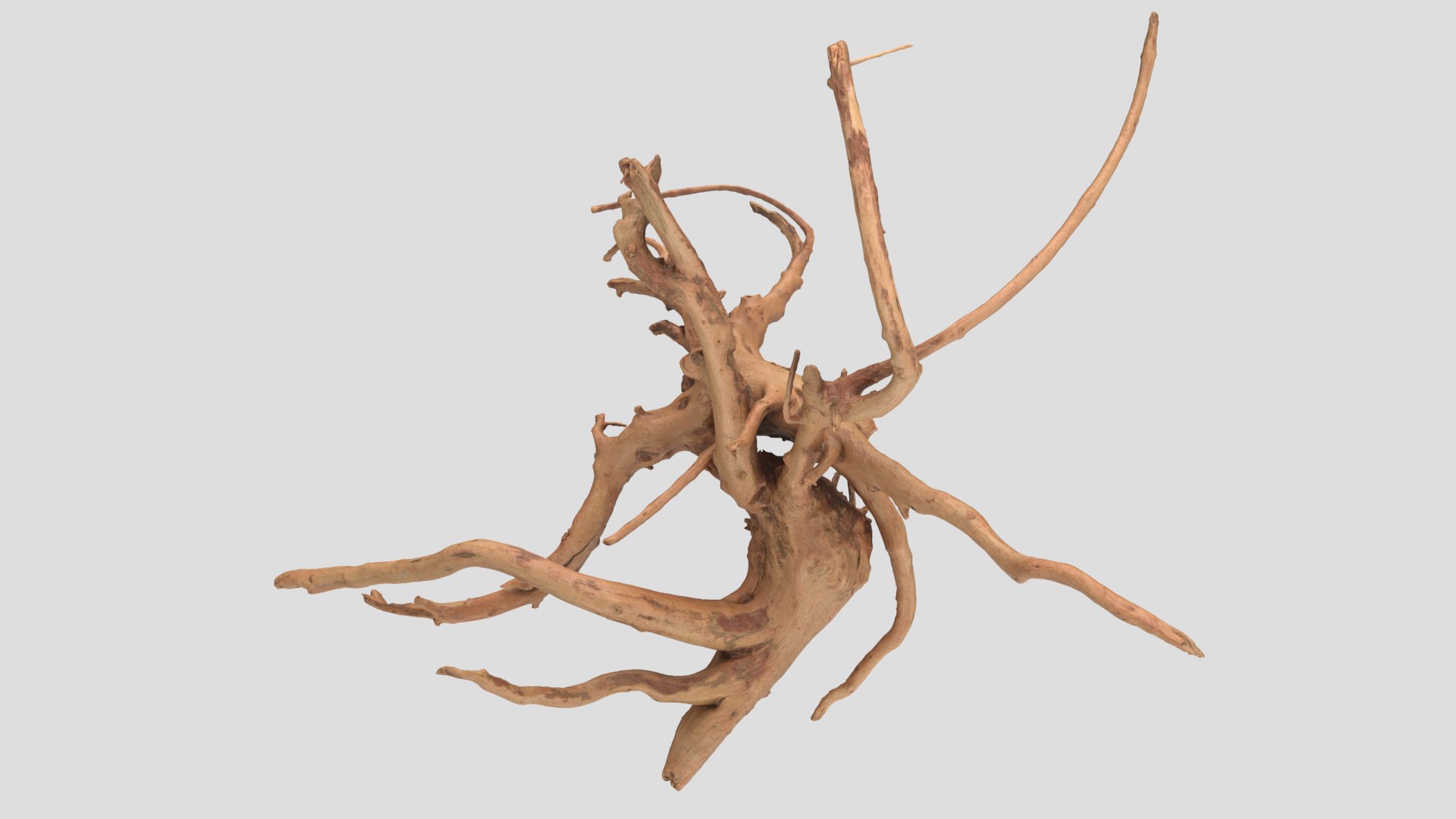 3D Tree Root - TurboSquid 1695164