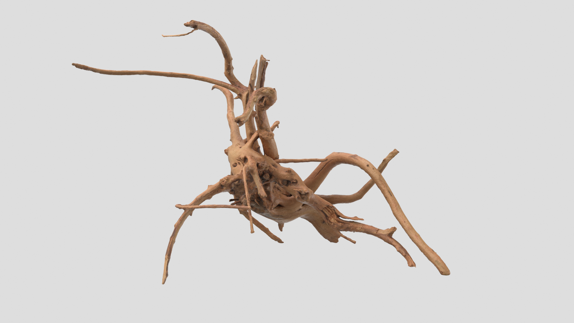 3D Tree Root - TurboSquid 1695164