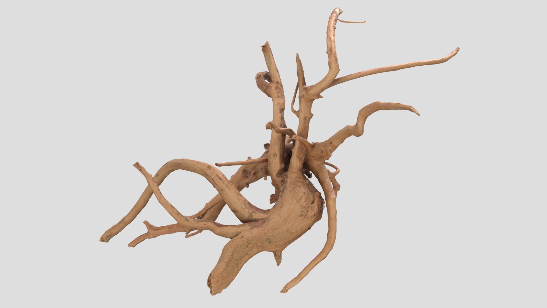 3D Tree Root - TurboSquid 1695164