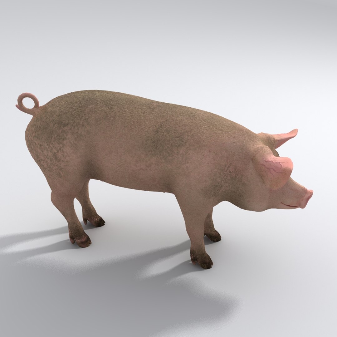 3D Pig - TurboSquid 1396708