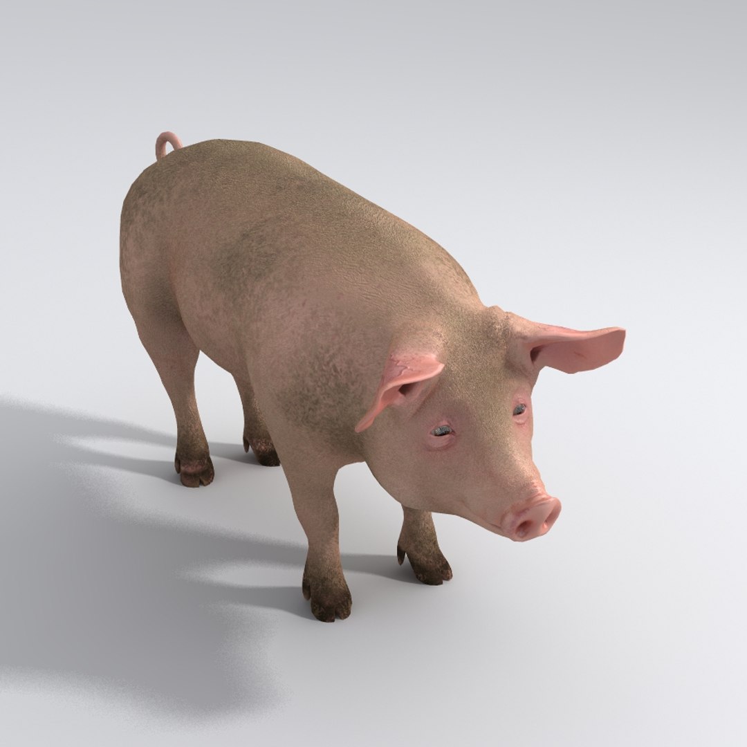 3D Pig - TurboSquid 1396708