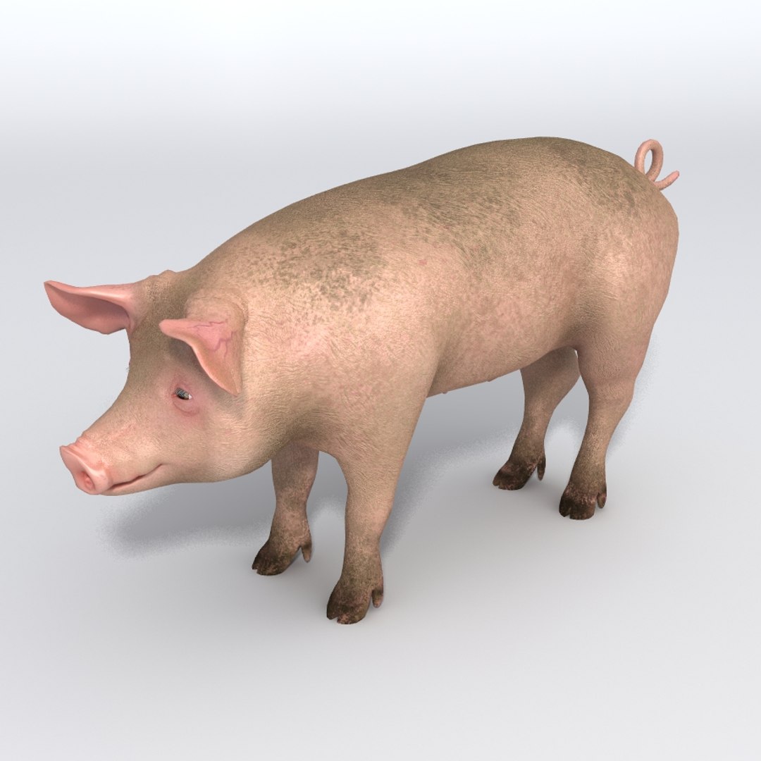 3D Pig - TurboSquid 1396708