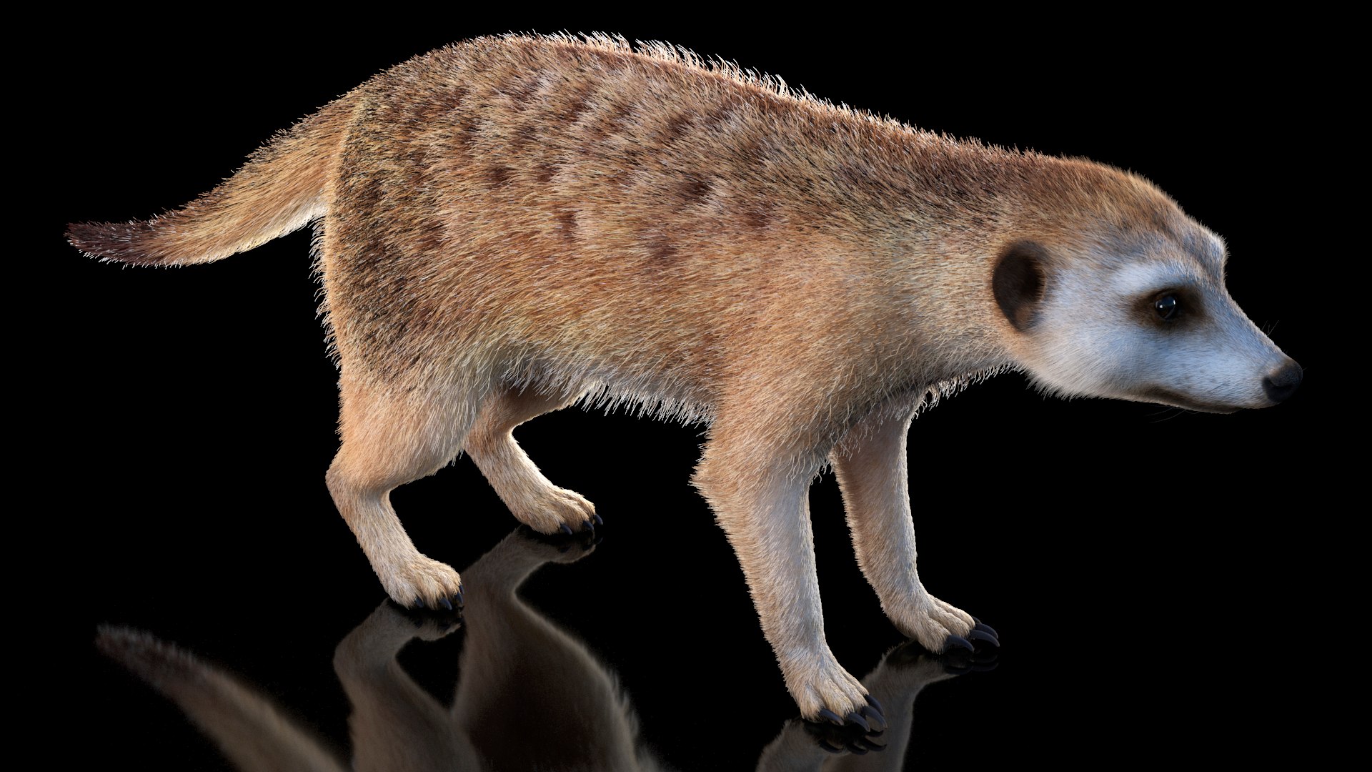 Meerkat Neutral Pose Fur 3D Model - TurboSquid 1918508