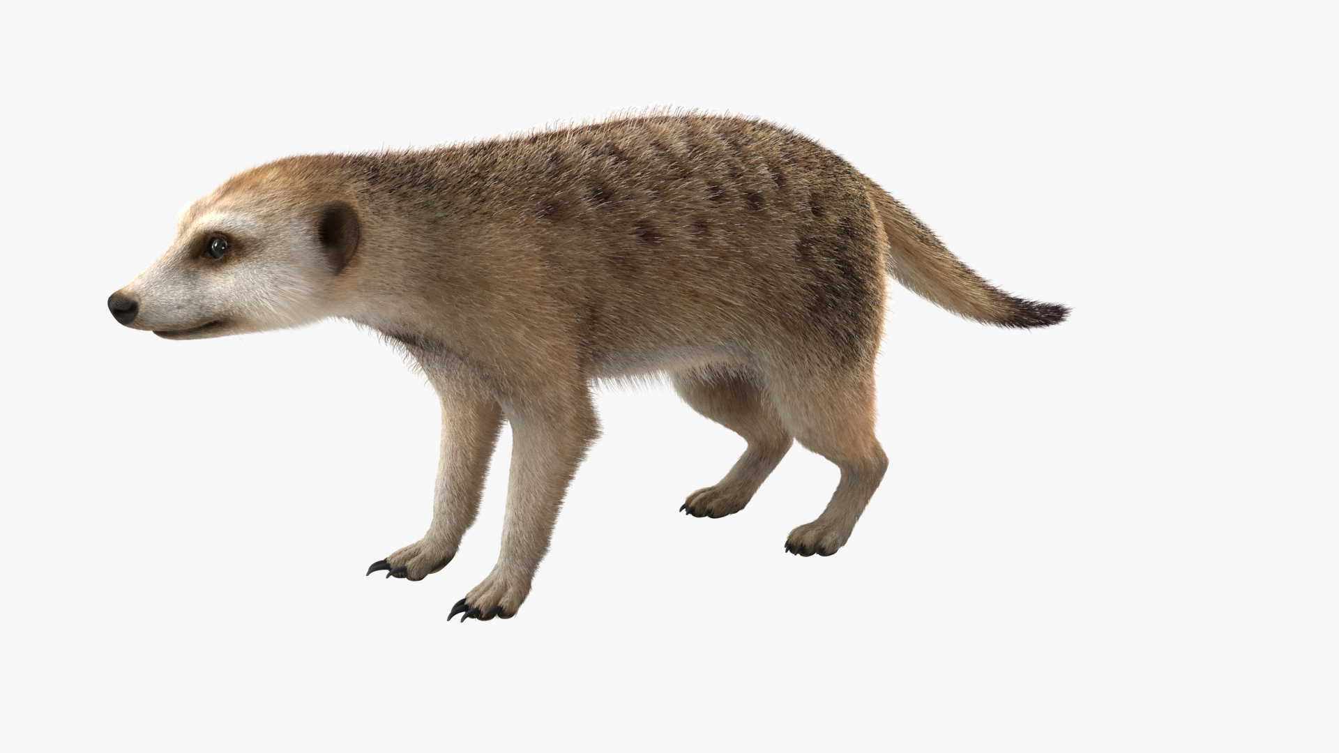 Meerkat Neutral Pose Fur 3D Model - TurboSquid 1918508