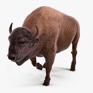 3D Buffalo Models | TurboSquid