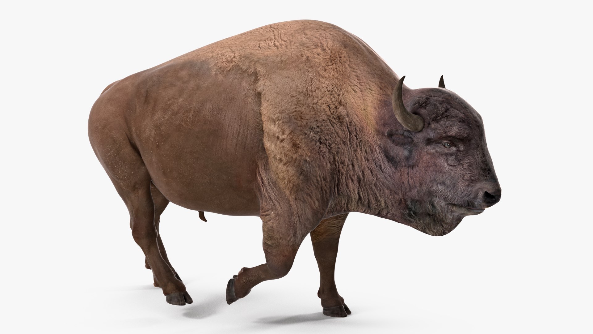 3D American Bison Rigged For Maya - TurboSquid 2267442