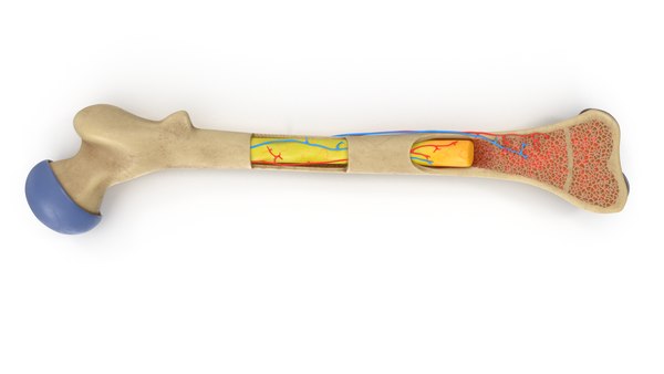 3D human bone marrow anatomy model - TurboSquid 1654163