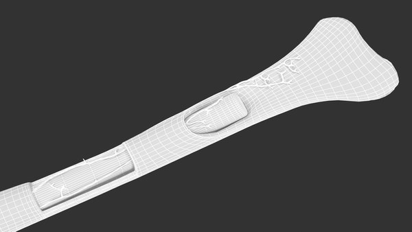 3D human bone marrow anatomy model - TurboSquid 1654163