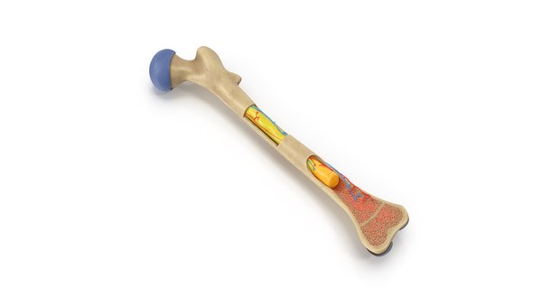 3D human bone marrow anatomy model - TurboSquid 1654163