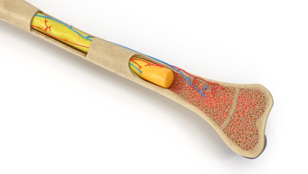 3D human bone marrow anatomy model - TurboSquid 1654163
