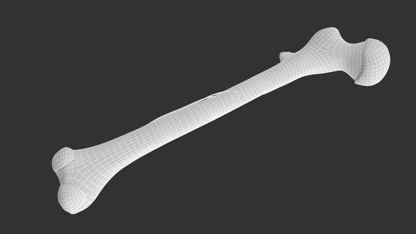 3D human bone marrow anatomy model - TurboSquid 1654163