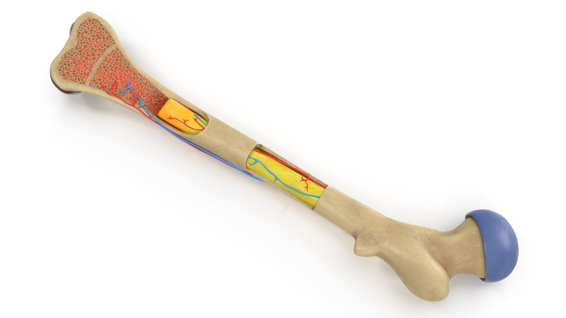 3D Human Bone Marrow Anatomy Model - TurboSquid 1654163