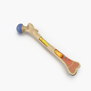 Low Poly Bone 3D Models For Download | TurboSquid