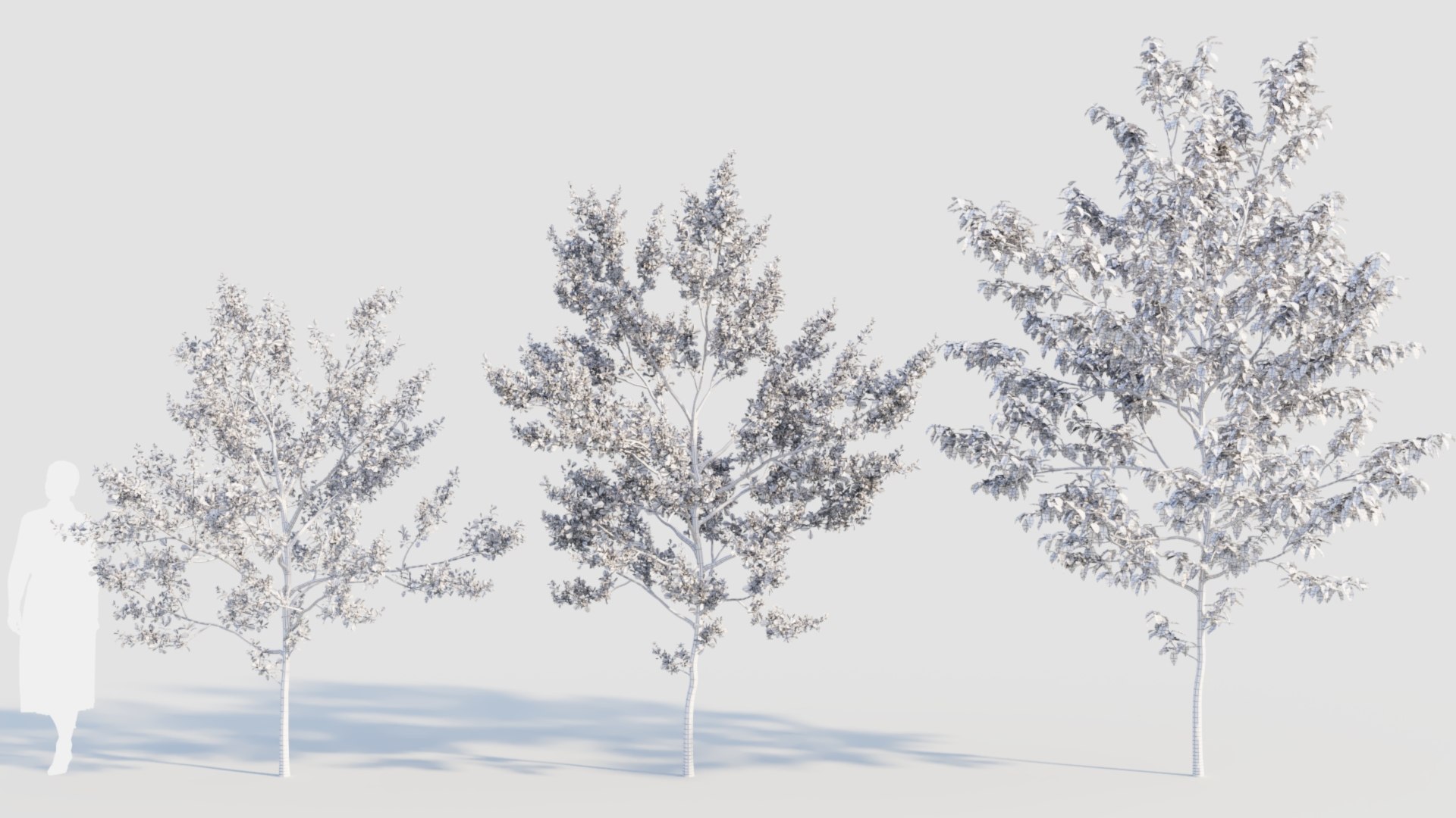 Amelanchier Lamarckii B 3D Model - TurboSquid 2232958