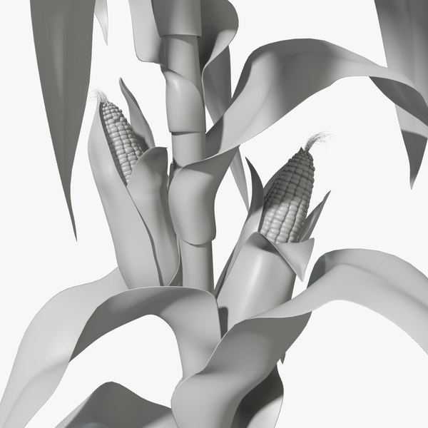 corn stalk max