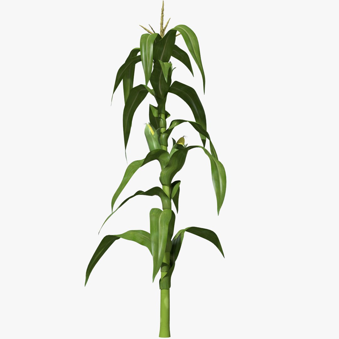 Corn Stalk Max