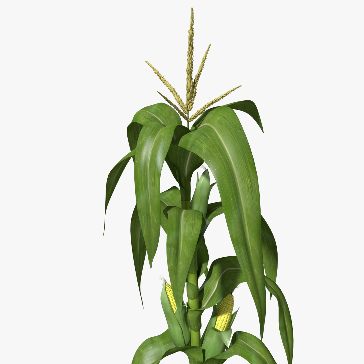 corn stalk max