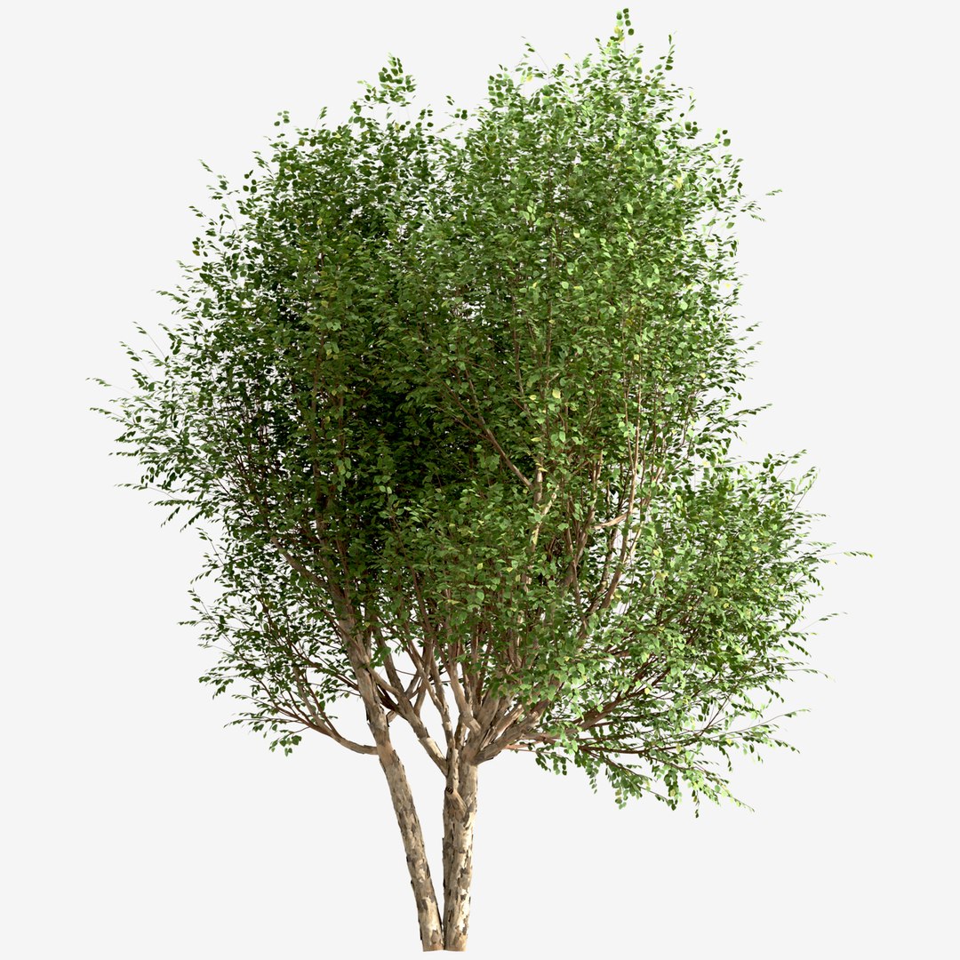 Set Of River Birch Or Betula Nigra Trees - 2 Trees 3D Model ...