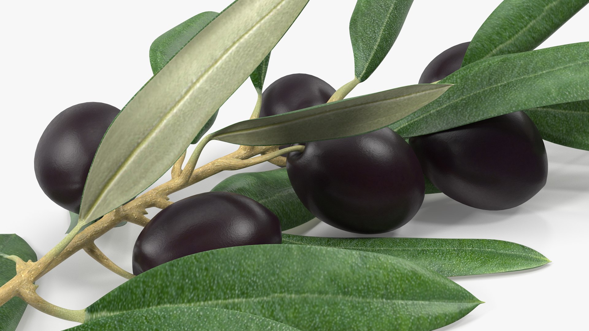 Olive Branch with Black Olives Lying 3D model - TurboSquid 1944920