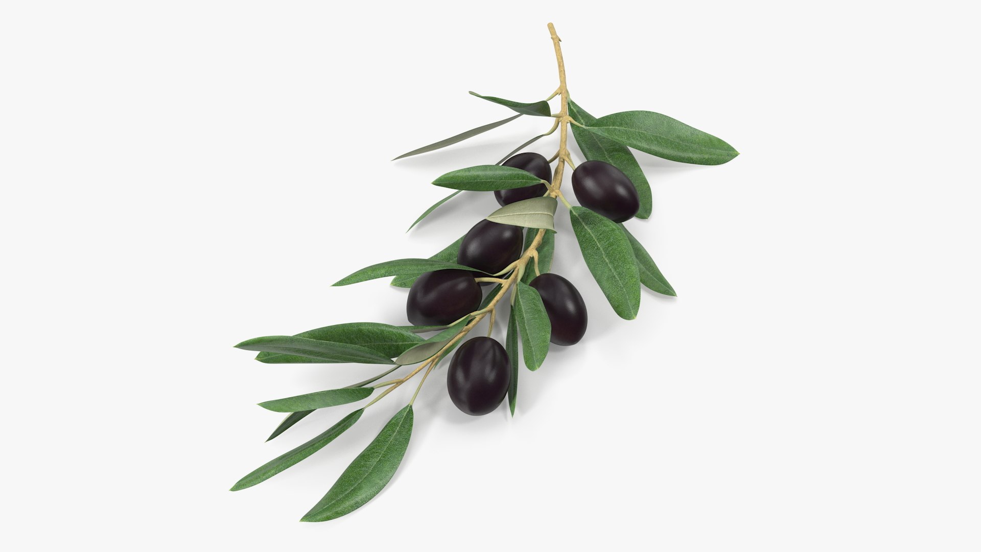 Olive Branch with Black Olives Lying 3D model - TurboSquid 1944920