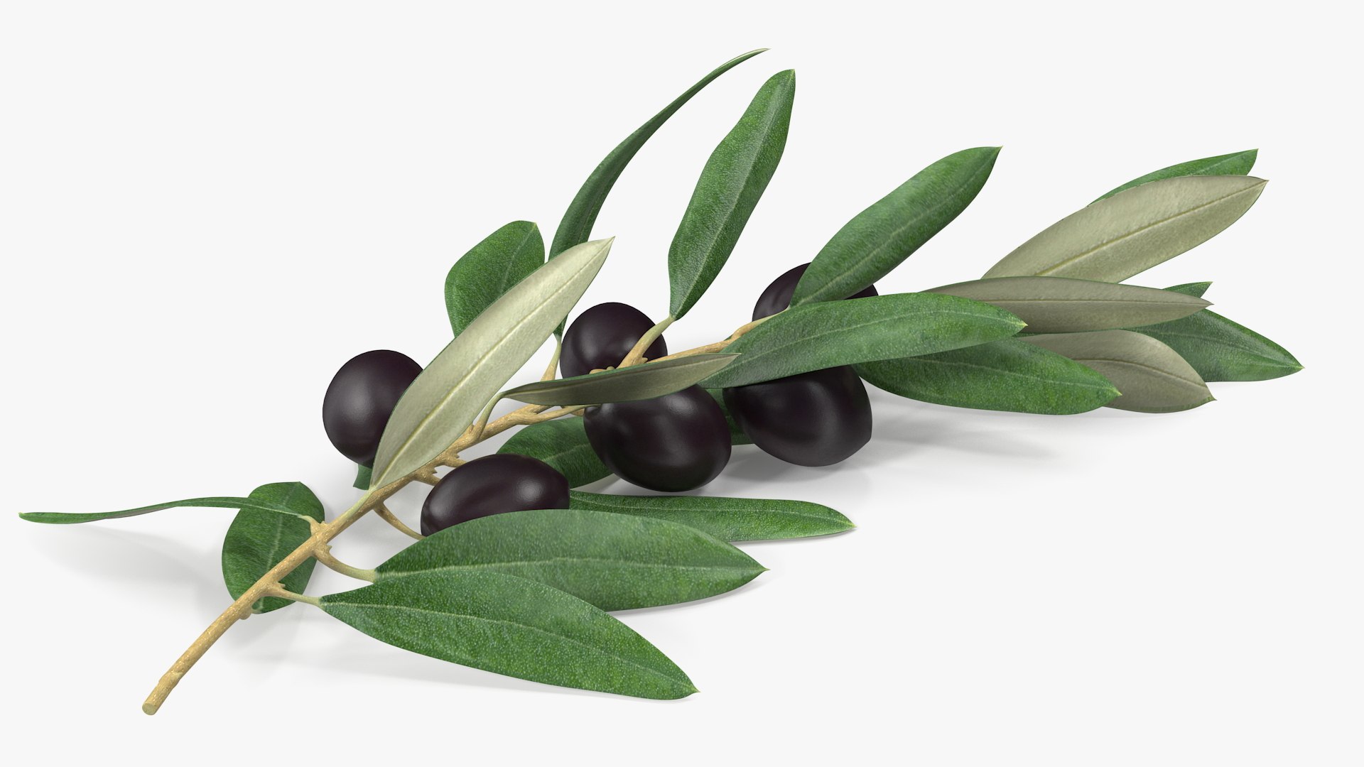 Olive Branch With Black Olives Lying 3D Model - TurboSquid 1944920