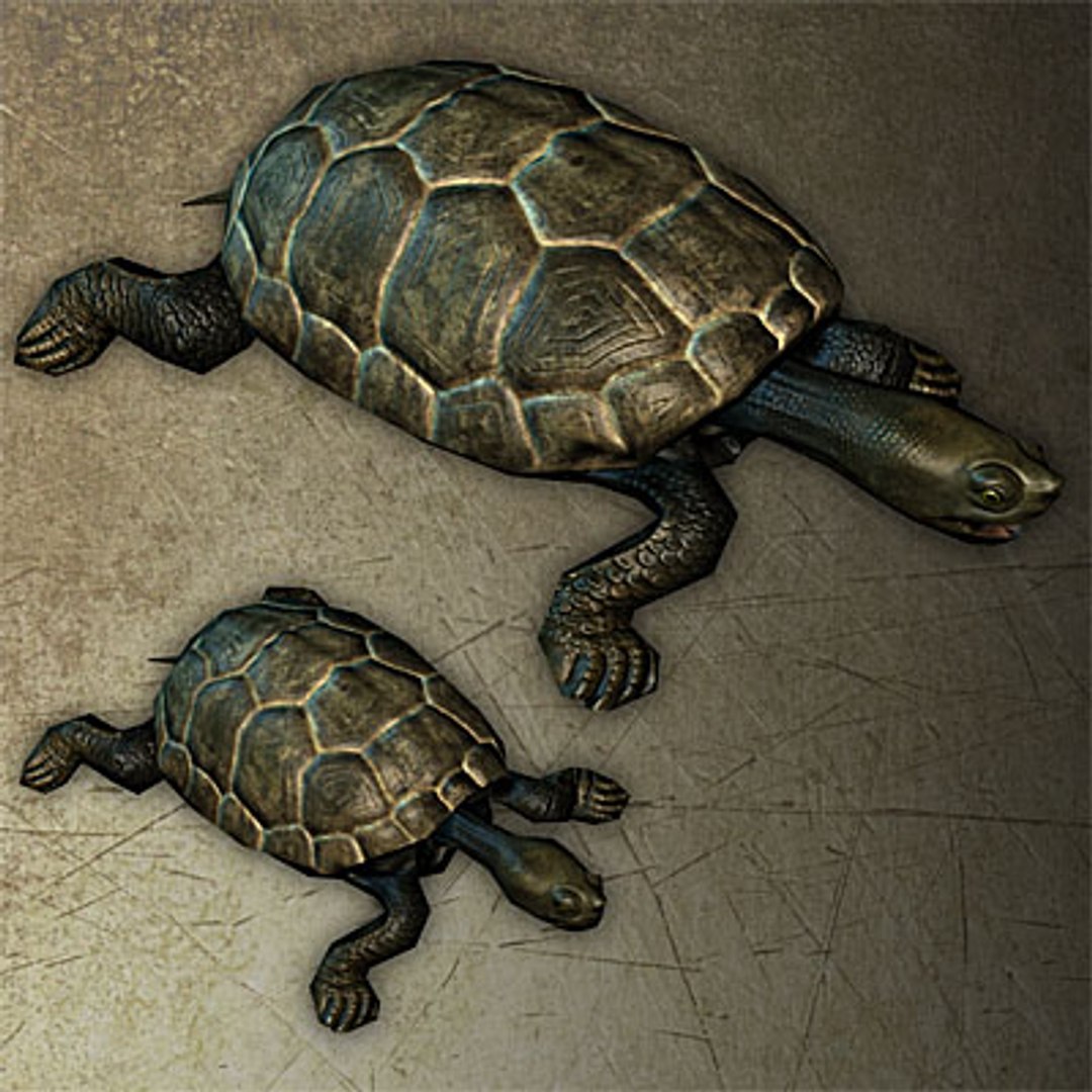 Max Mauremys Turtle