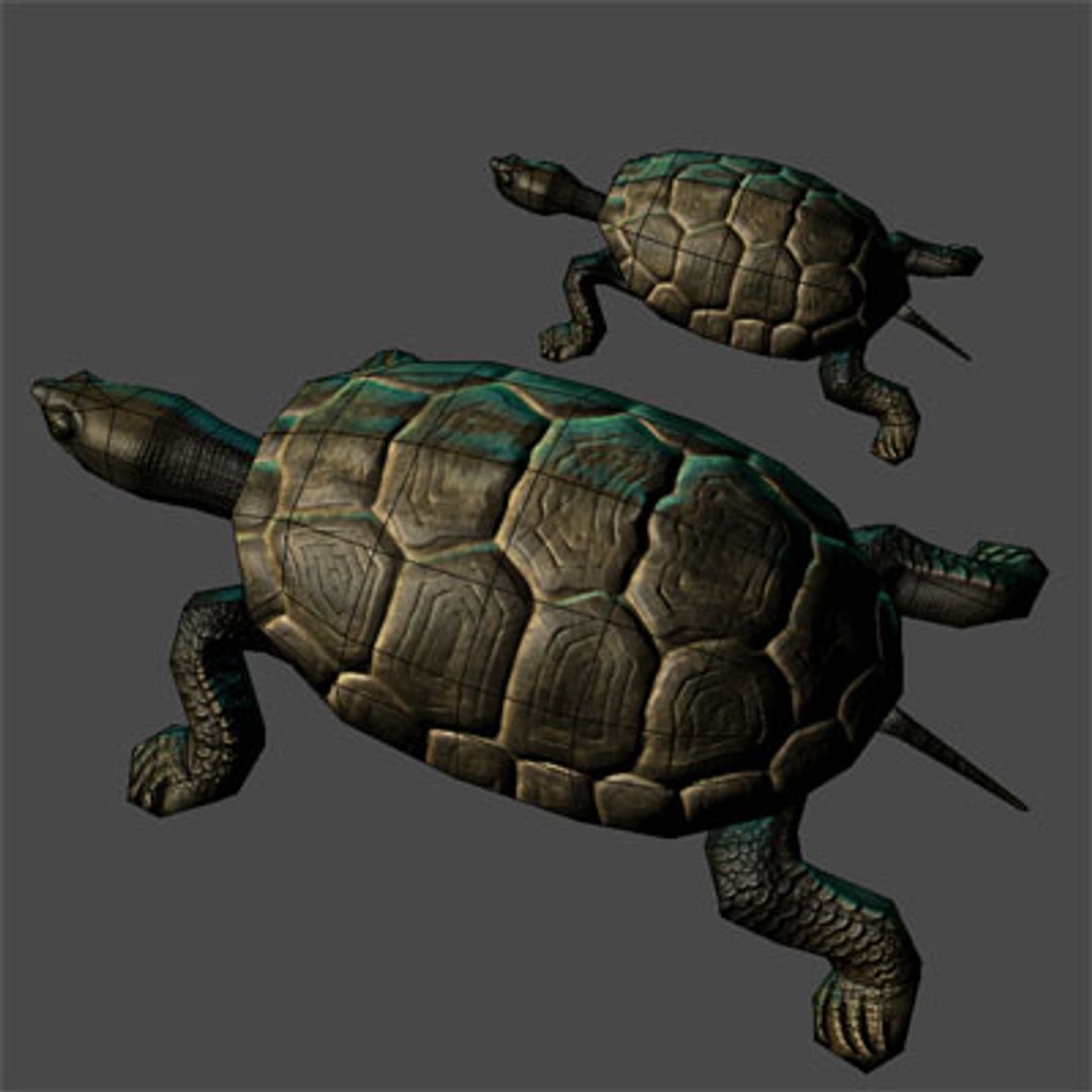 Max Mauremys Turtle