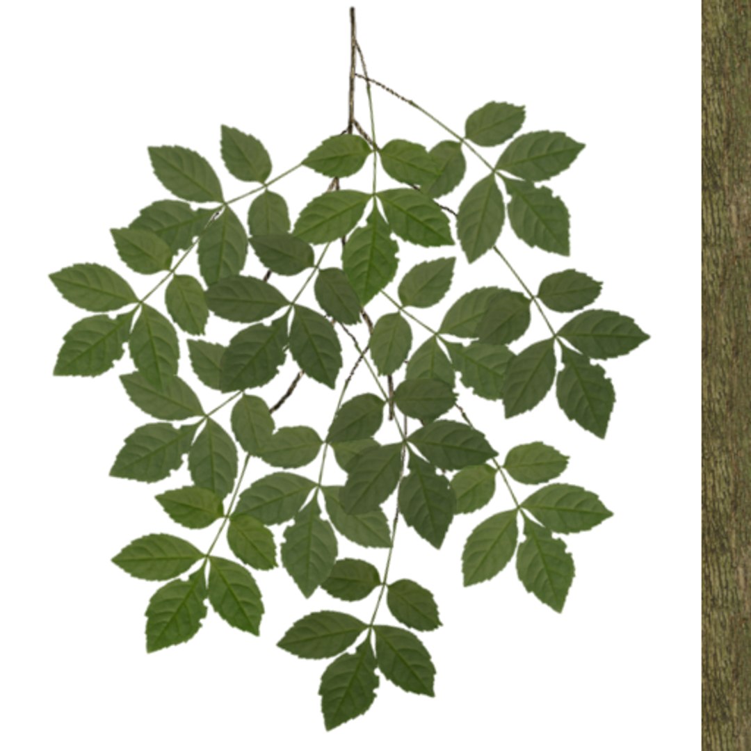 3d Shrub Ready Model