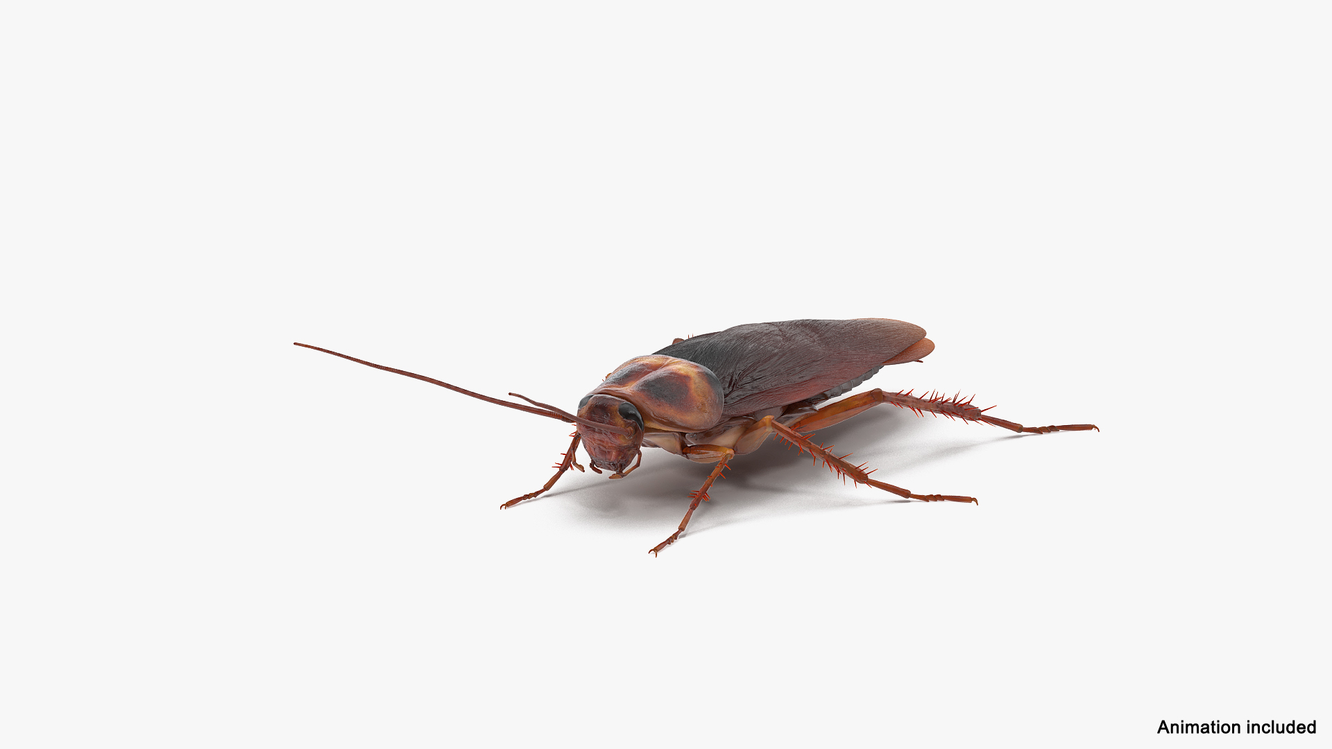 3D Animated Cockroach Cleans Mustache Rigged For Maya Model ...