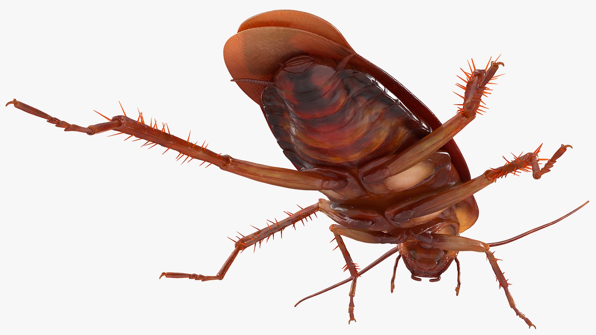 3D Animated Cockroach Cleans Mustache Rigged For Maya Model ...