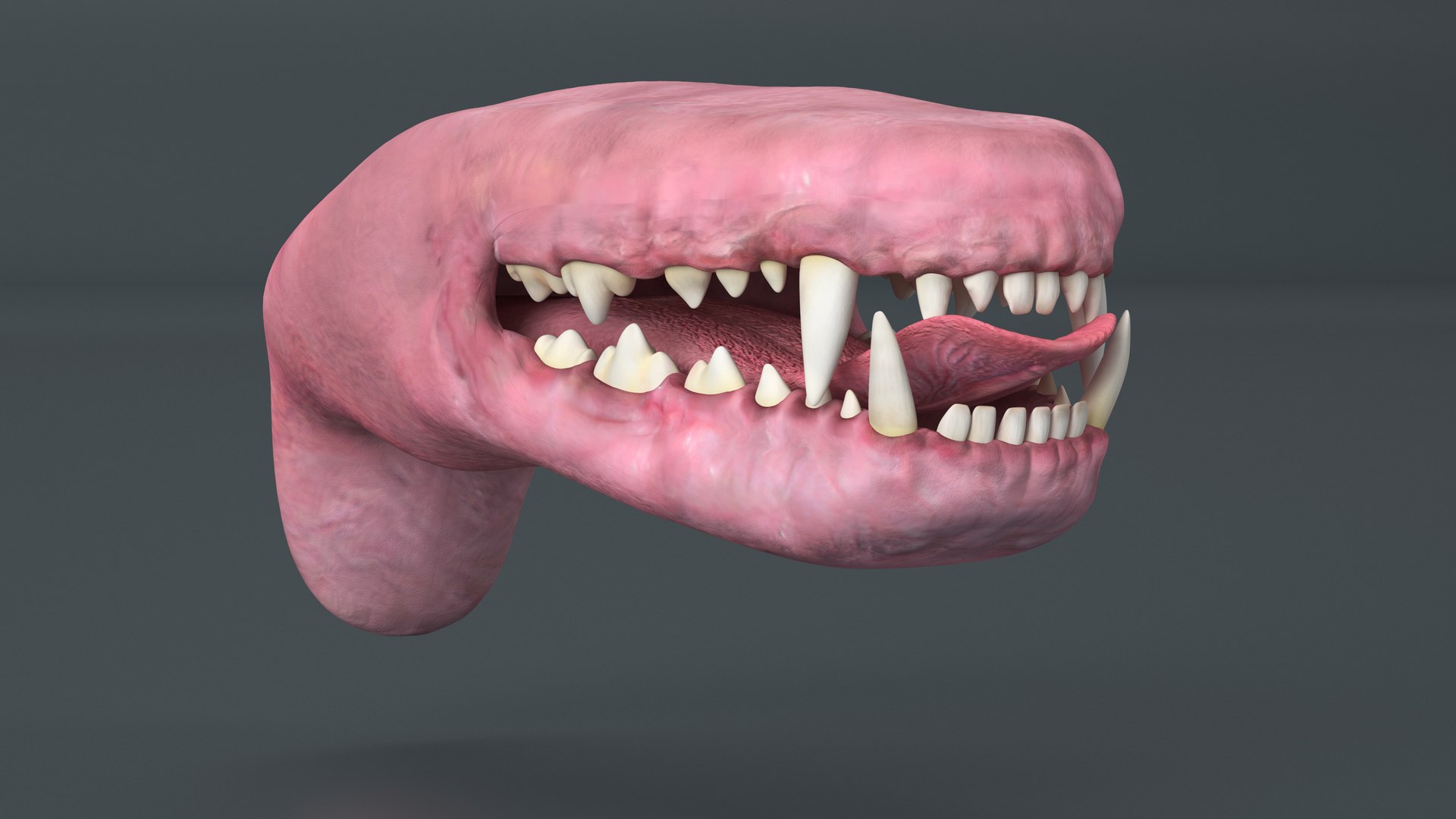 Dog Jaw Anatomic Rigged For Maya 3D Model - TurboSquid 2255020