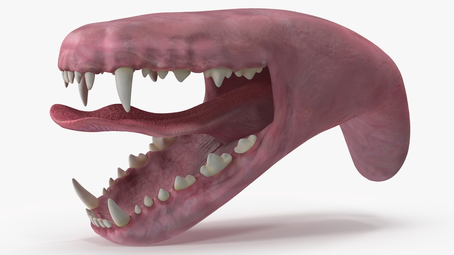 Dog Jaw Anatomic Rigged For Maya 3D Model - TurboSquid 2255020
