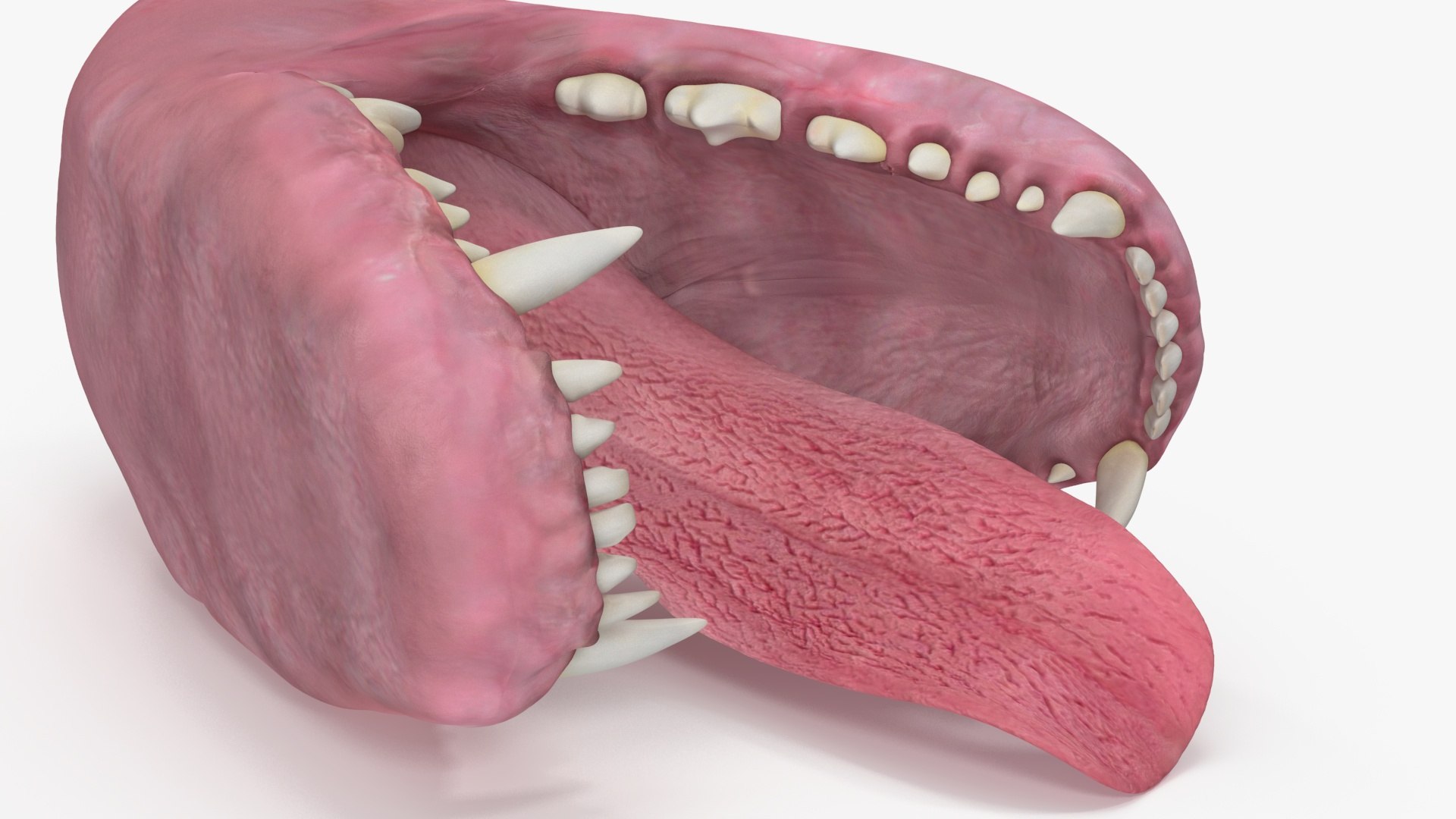 Dog Jaw Anatomic Rigged For Maya 3D Model - TurboSquid 2255020