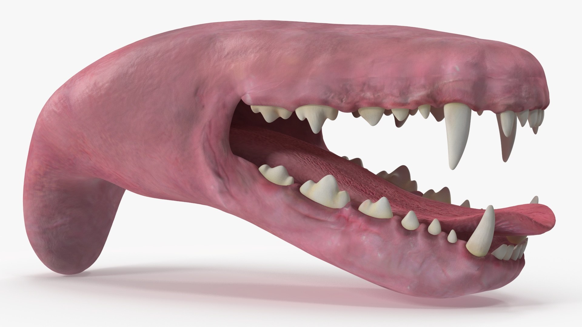 Dog Jaw Anatomic Rigged For Maya 3D Model - TurboSquid 2255020