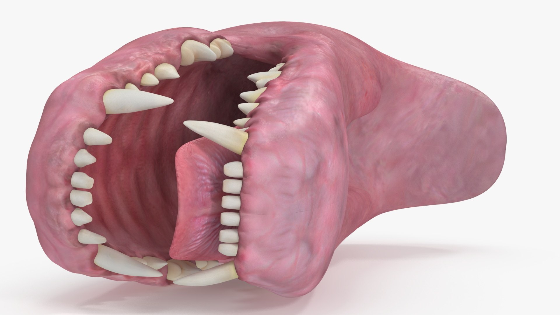 Dog Jaw Anatomic Rigged For Maya 3D Model - TurboSquid 2255020