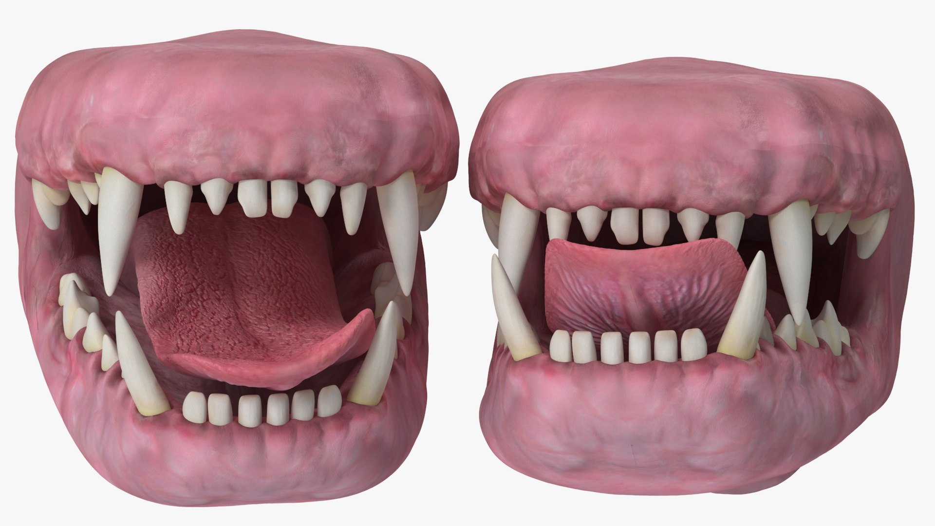 Dog Jaw Anatomic Rigged For Maya 3D Model - TurboSquid 2255020