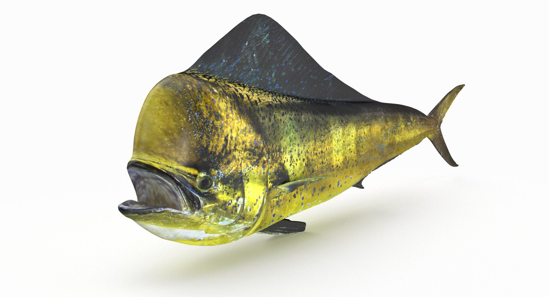 3D Dorado Pbr - TurboSquid 1296290