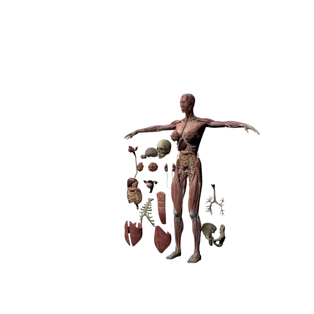 3D Human Anatomy Female Model - TurboSquid 2403058