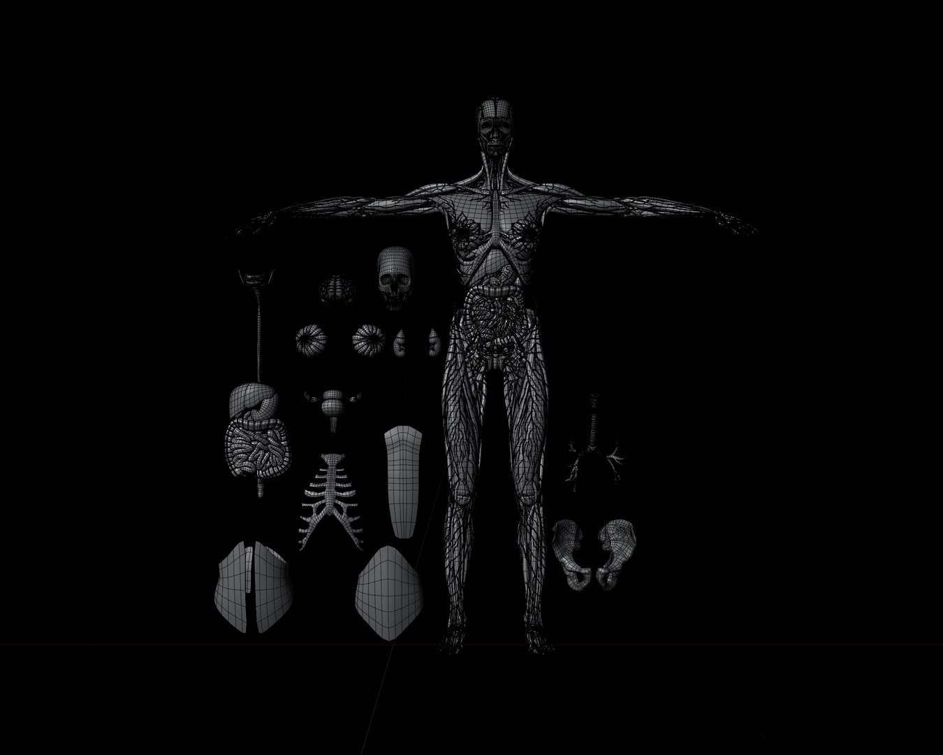 3D Human Anatomy Female Model - TurboSquid 2403058