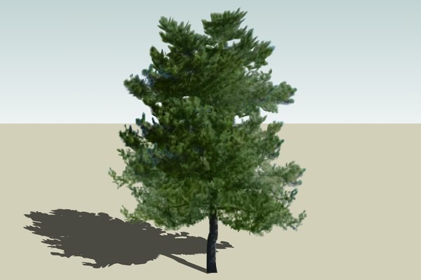 SketchUp Pinos Models | TurboSquid