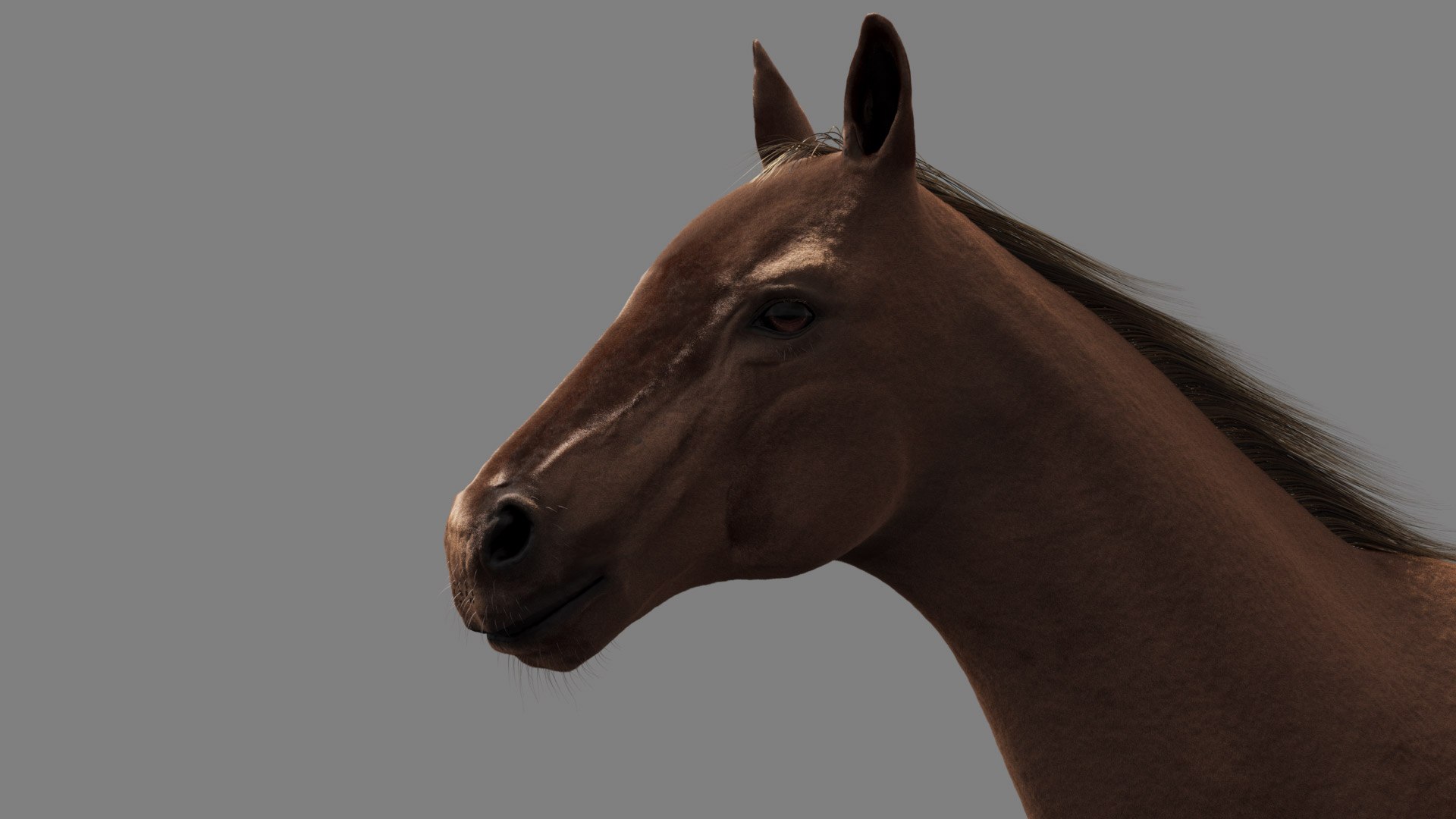 3D Horse Animated Hair - TurboSquid 2158110