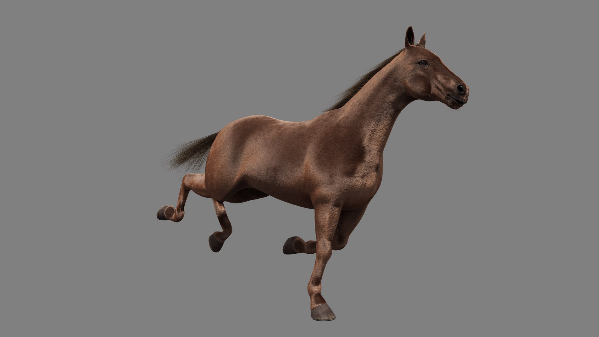 3D Horse animated hair - TurboSquid 2158110