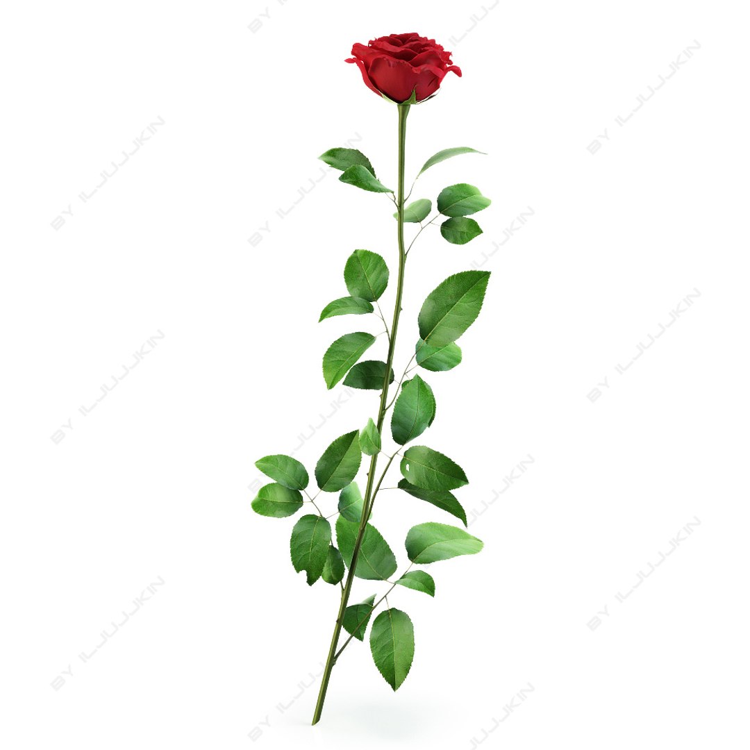 3d Flowers Red Rose