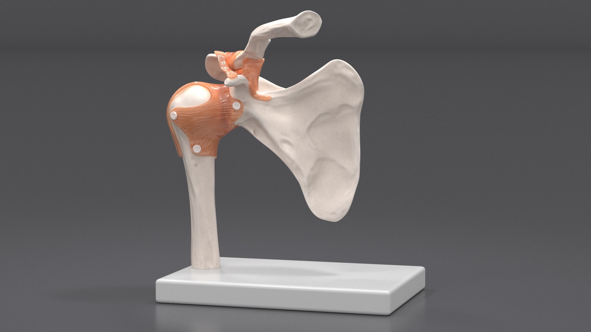 Shoulder Joint 3D Model - TurboSquid 2287835
