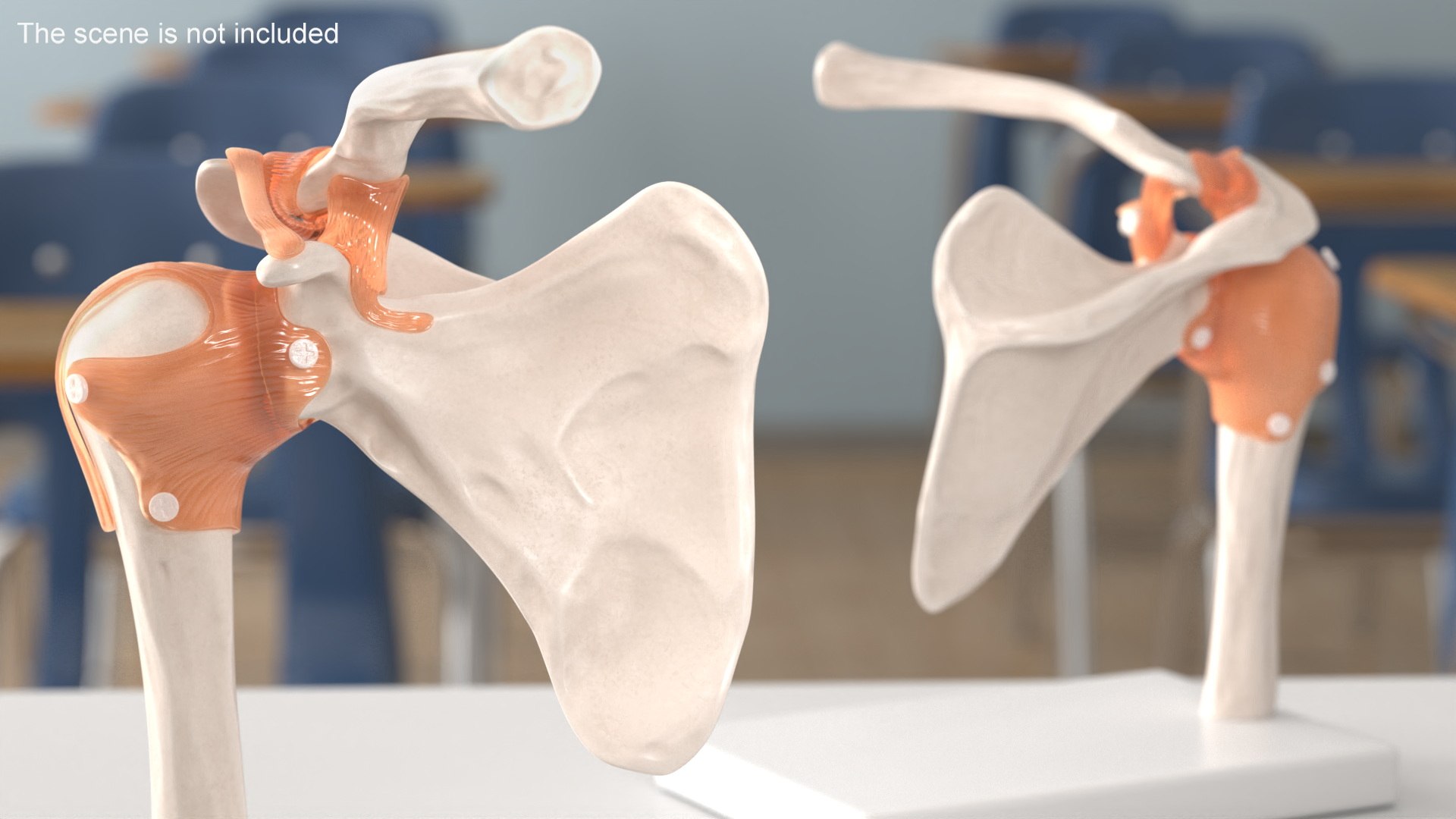 Shoulder Joint 3D Model - TurboSquid 2287835