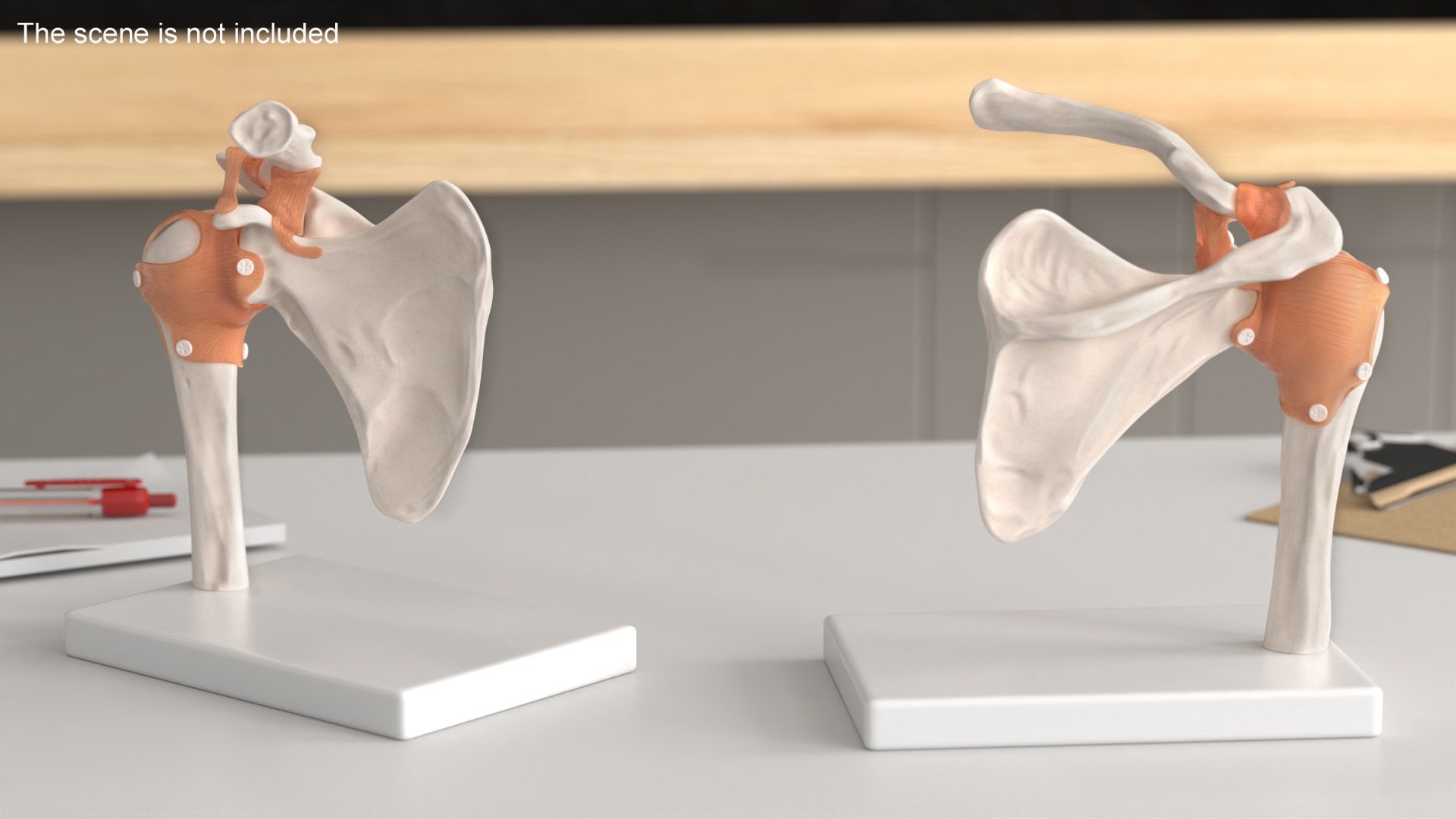 Shoulder Joint 3D Model - TurboSquid 2287835