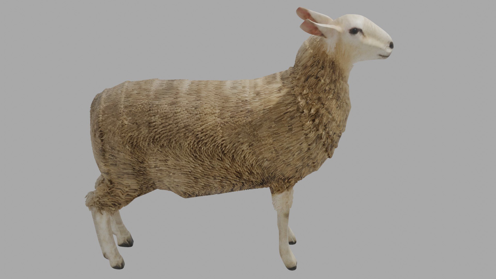 Goat And Sheep Pack 3D Model - TurboSquid 2255167