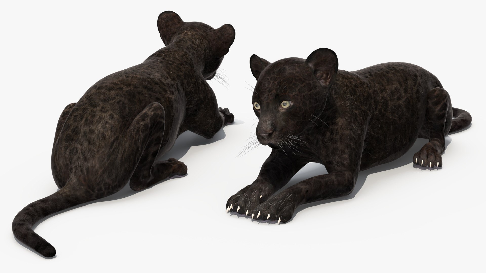3D Panther Cub Lying Down Model - TurboSquid 2335570