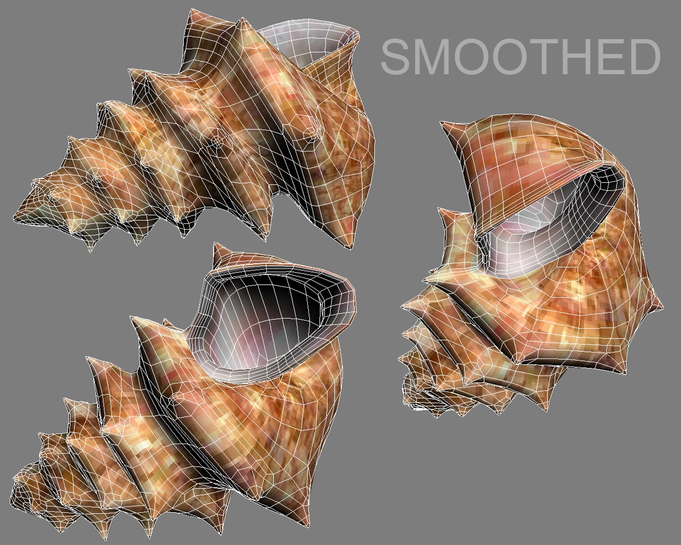 3d sea shell model